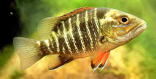 Red Dat. | AquariaCentral.com