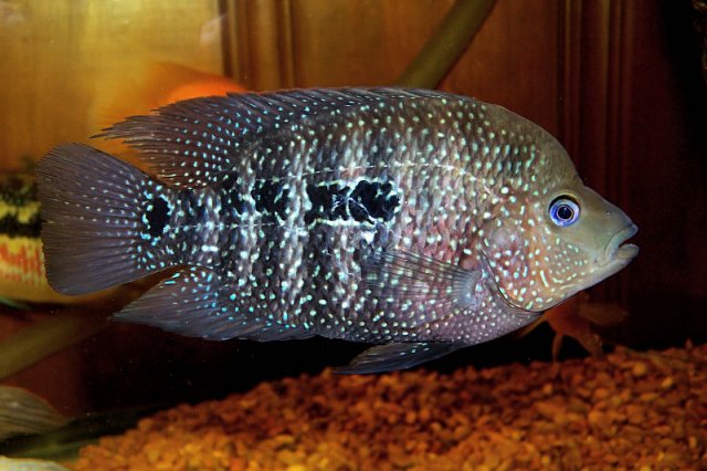 Texas Cichlid X Flowerhorn update | AquariaCentral.com