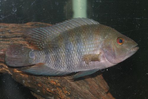 Barred Midas Cichlid
