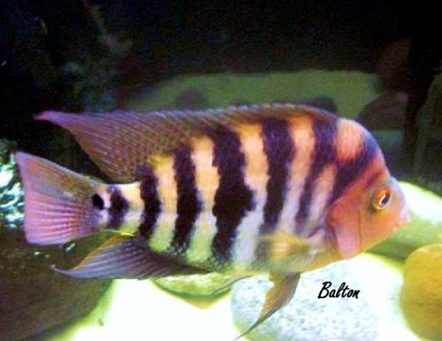 Barred Midas Cichlid