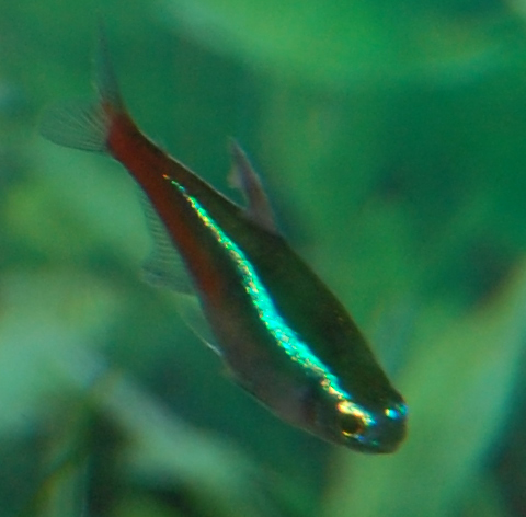 neon tetra with a white fin | AquariaCentral.com