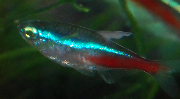 neon tetra with a white fin | AquariaCentral.com