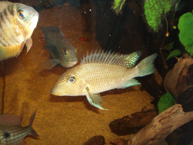 Eartheater: Satanoperca Mapiritensis (PICS) | AquariaCentral.com