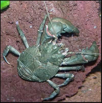 Aegla sp. argentina | AquariaCentral.com