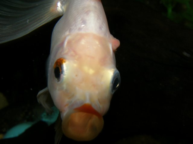 Pimple/lump on my white goldfish | AquariaCentral.com