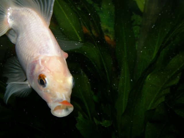 Pimple/lump on my white goldfish | AquariaCentral.com