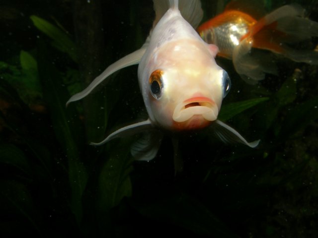 Pimple/lump on my white goldfish | AquariaCentral.com