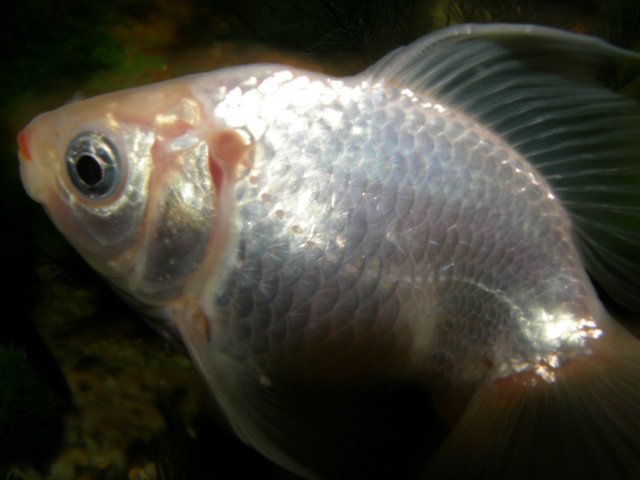 Pimple/lump on my white goldfish | AquariaCentral.com