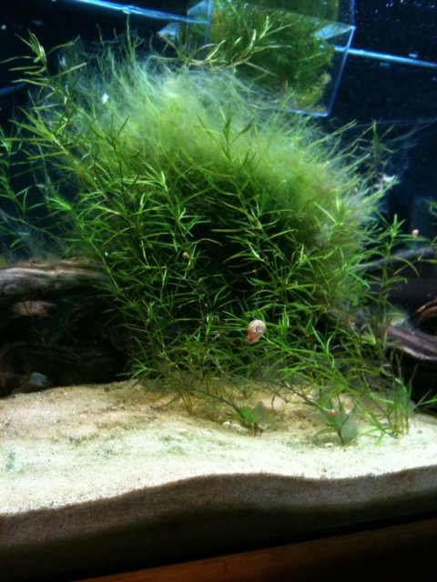 WTB - Guppy Grass! | AquariaCentral.com