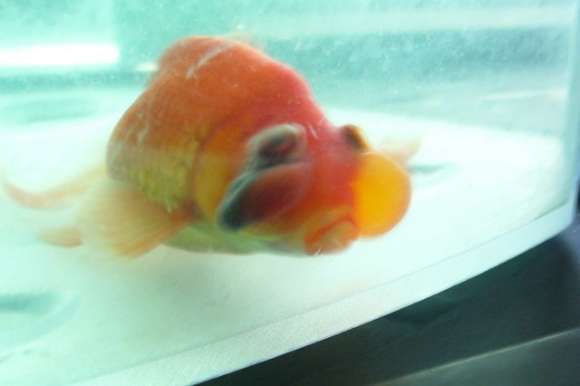 Bubble eye goldfish had eye popped out-Please help! | AquariaCentral.com