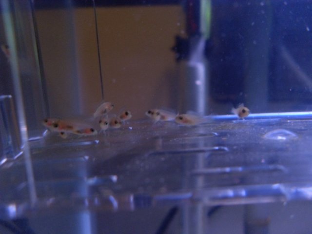 Electric Yellow Cichlid Fry