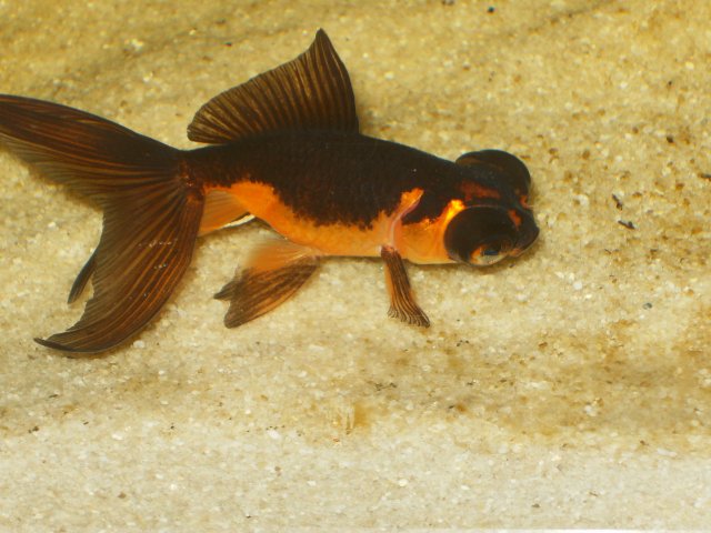 Orange and Black Moor? | AquariaCentral.com
