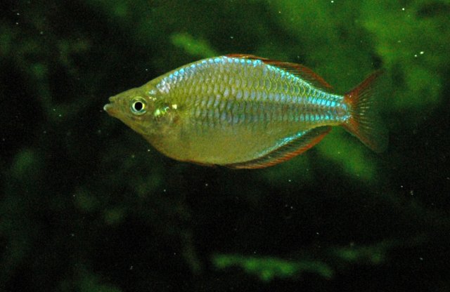 Dwarf Rainbow with foot and mouth disease??? | AquariaCentral.com
