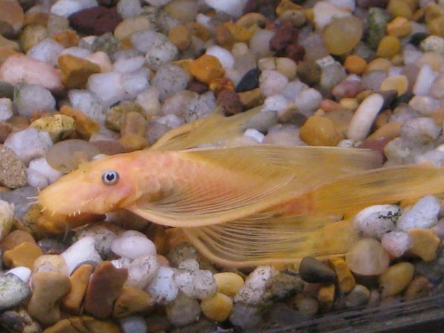 FS - Long Fin L144 Blue Eyed Yellow Bristlenose Plecos Shipping/PU NJ ...