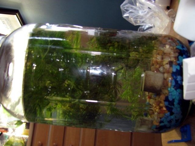 DIY Shrimp and Snail Biosphere | AquariaCentral.com