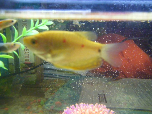 Why Do My Fish Have Red Spots On Them - Infoupdate.org