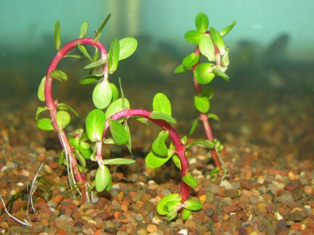 Aponogeton Capuroni