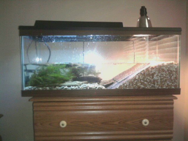 show off your tanks! | AquariaCentral.com