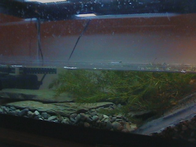 show off your tanks! | AquariaCentral.com