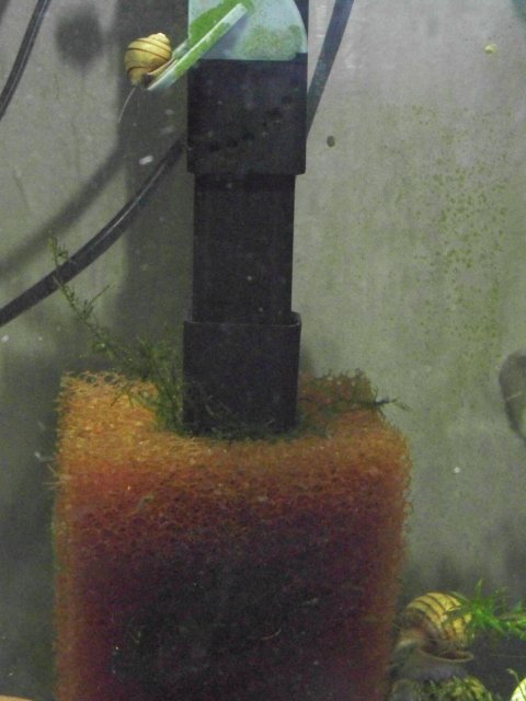 Powerhead Sponge Filter Combo