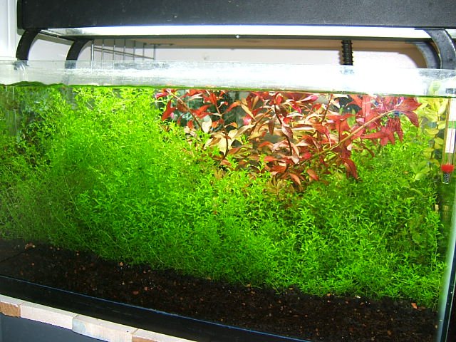 FS - pennywort,bacopa c., bacopa Monnieri, Baby's tears, ludwigie ...