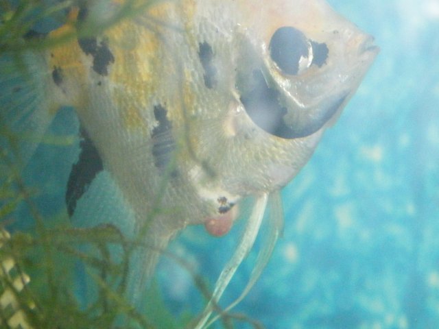 Protruding growth and fuzz on Female Angelfish | AquariaCentral.com