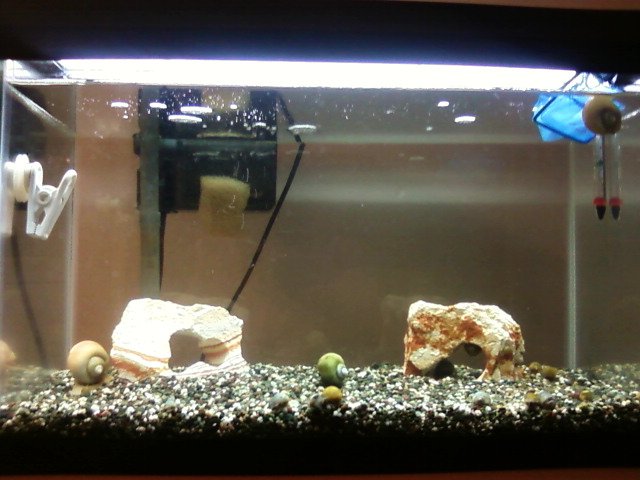 setting up a snail breeding tank | AquariaCentral.com