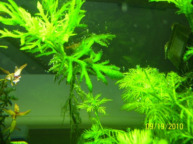 Green Fuzz Algae | AquariaCentral.com