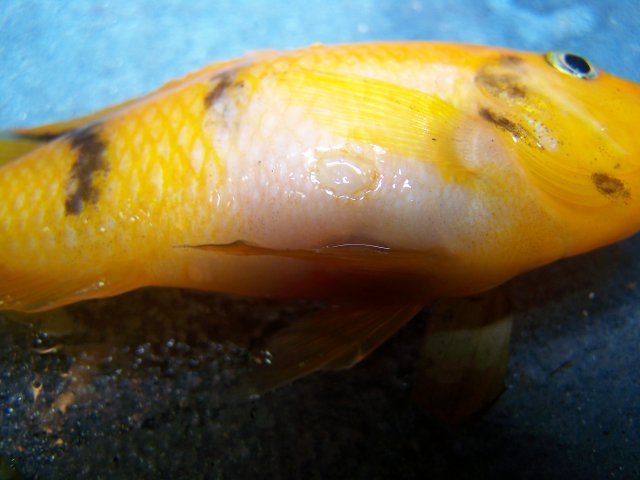 White string from side of fish - Graphic Images | AquariaCentral.com