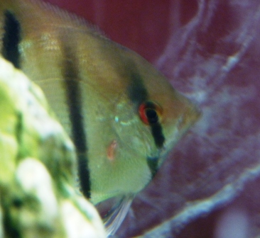 Anglefish Base of Pectoral fin red | AquariaCentral.com