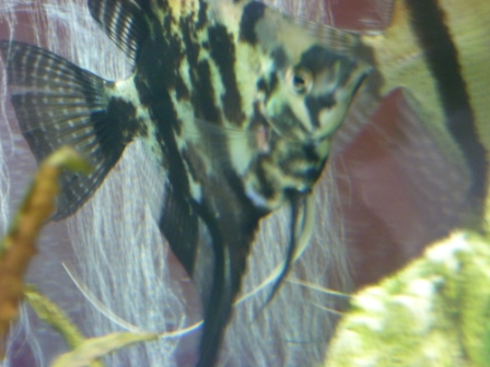 Anglefish Base of Pectoral fin red | AquariaCentral.com