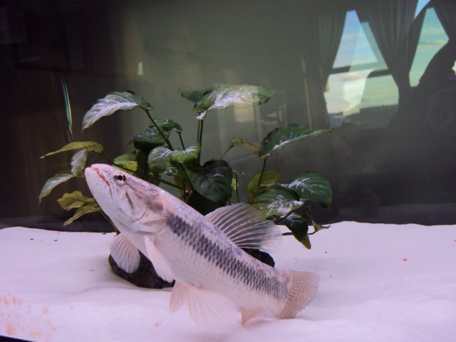 Freshwater Rainbow Wolf Fish