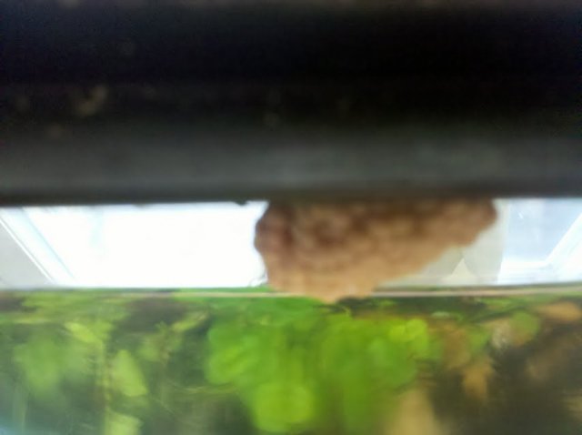 New Mystery snail nest and snail mating ? | AquariaCentral.com