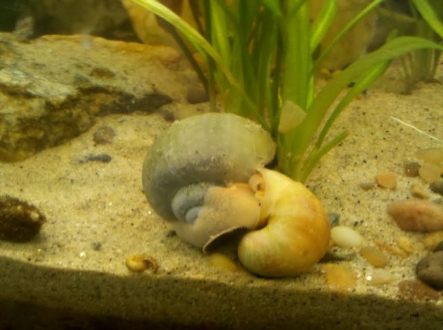 New Mystery snail nest and snail mating ? | AquariaCentral.com