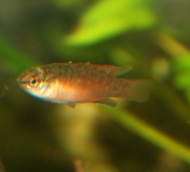 Dwarf puffers, knight gobies, and badis | AquariaCentral.com