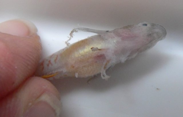 Chilodonella | AquariaCentral.com