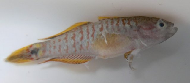 Chilodonella | AquariaCentral.com