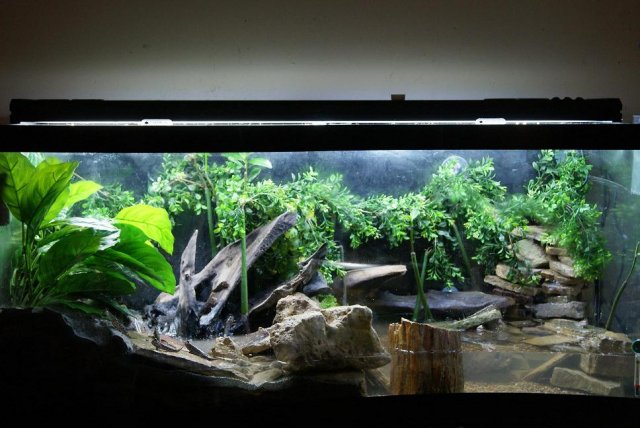 Mudskipper Tank Mates