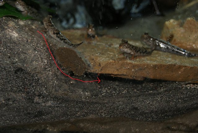 Update on my Indian Mudskippers. | AquariaCentral.com