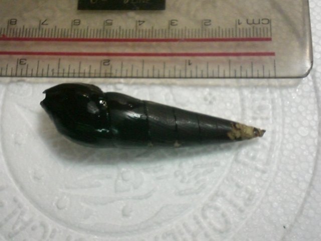 Black Devil Spike Snail | AquariaCentral.com