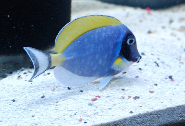 how to feed blind Powder Blue Tangs | AquariaCentral.com