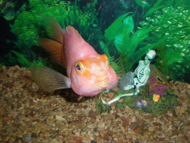 Hole in the Head HIH HITH HLLE LLD LLE Lateral Line Disease Red Devil ...