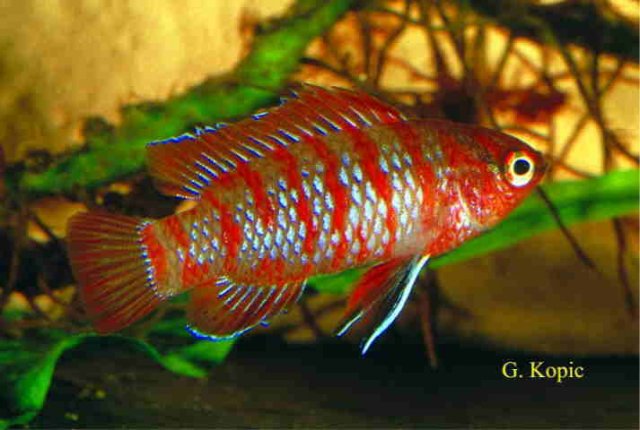 10 Gallon Scarlet Gem Badis Species Tank? | AquariaCentral.com