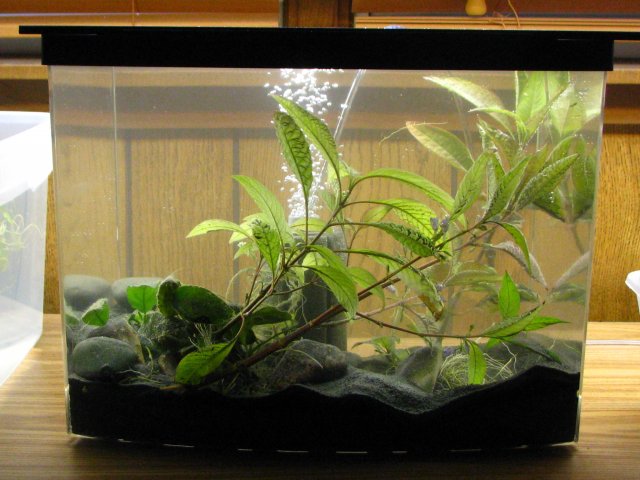 Micro Crab / Cherry Shrimp Tank | AquariaCentral.com