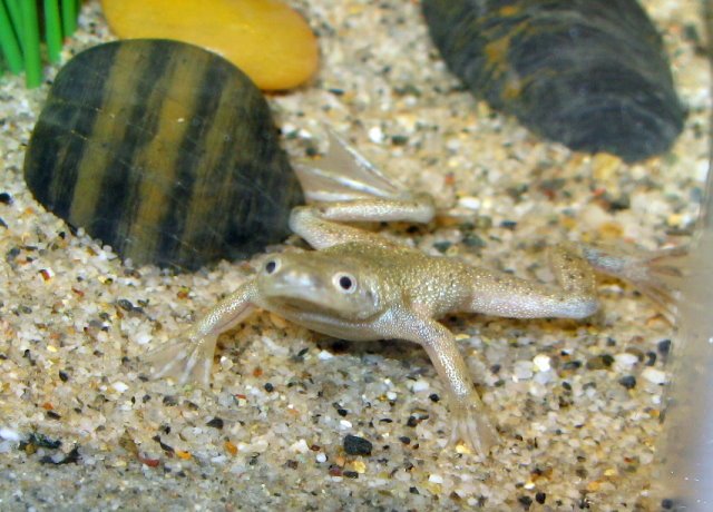 African Dwarf Frogs: Tank Set-Up? | AquariaCentral.com