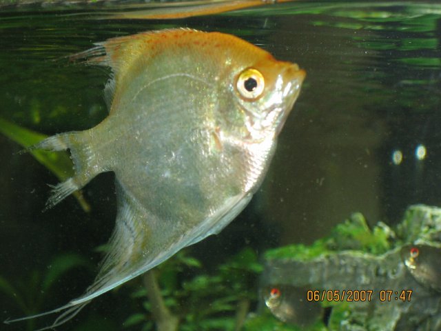 Fin rot on my angel? | AquariaCentral.com