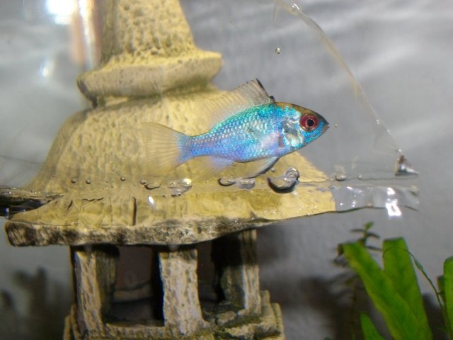 Powder Blue Rams | AquariaCentral.com