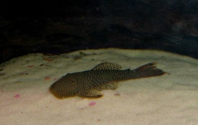 Rubber Lip Pleco