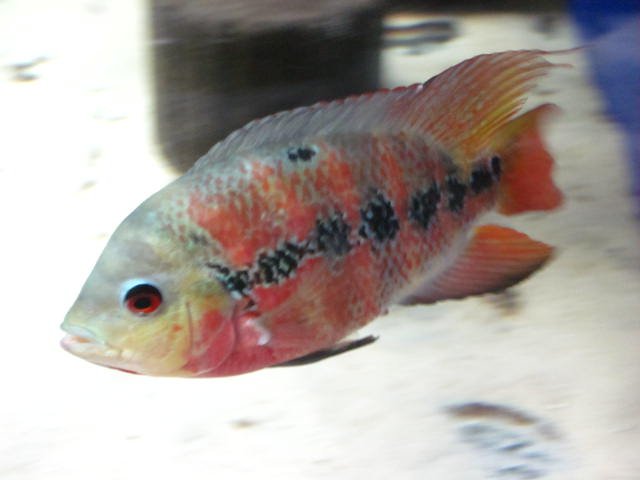Lyonsi Cichlid