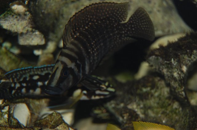 InkFin Calvus | AquariaCentral.com